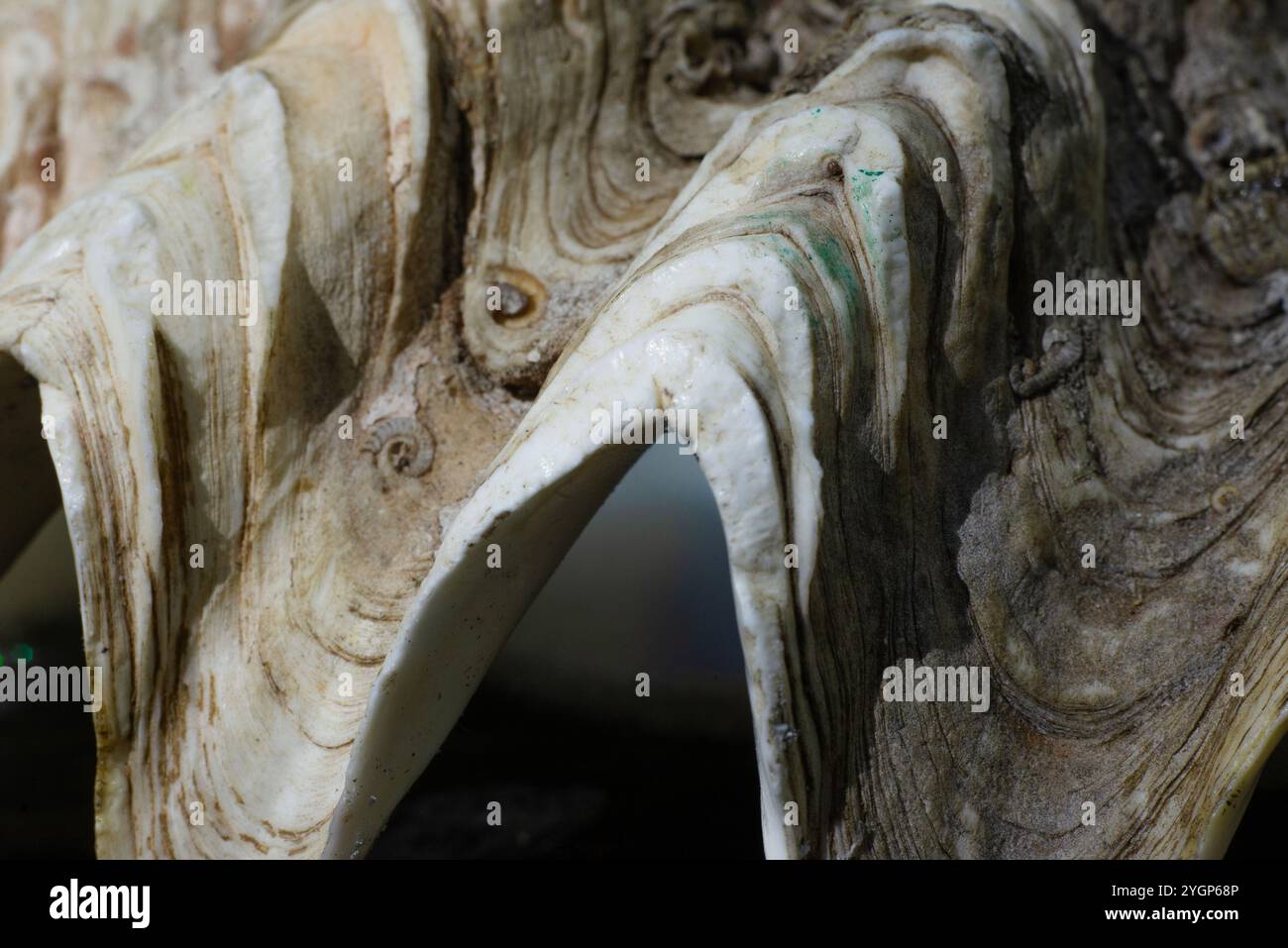 Shell texture and detail Stock Photo - Alamy