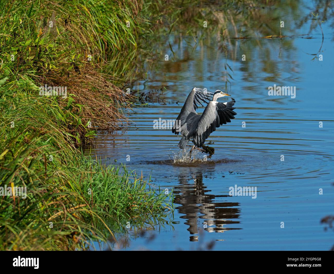 Grey heron Ardea cinerea taking off from a pool, Ham Wall RSPB Reserve ...