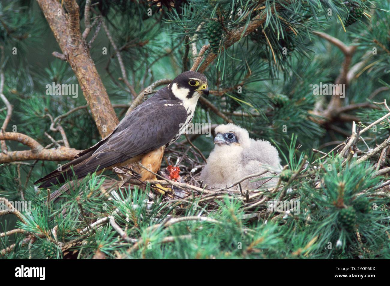 Eurasian hobby Falco subbuteo at the nest with young near Ringwood ...