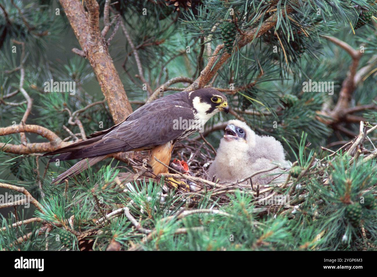 Juvenile eurasian hobby falco subbuteo hi-res stock photography and ...