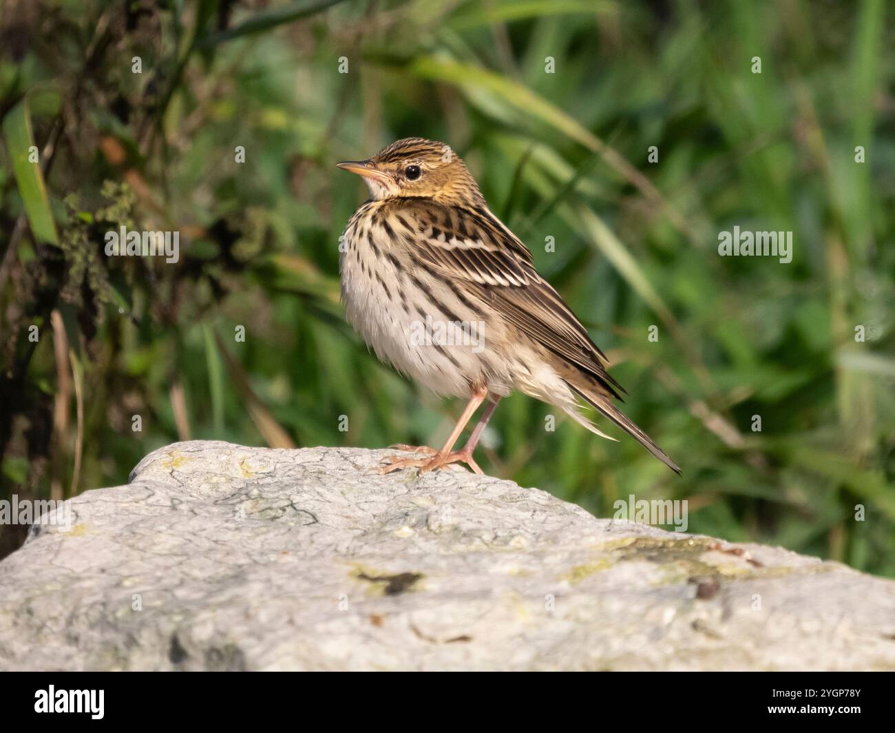 Pechora pipit (Anthus gustavi), Quendale, South Mainland Shetland, Shetland Stock Photo - Alamy