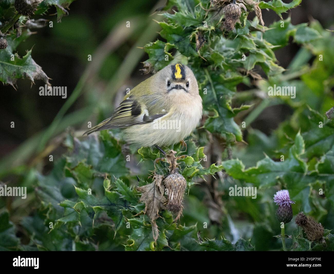 Goldcrest (Regulus regulus), Sumburgh, Mainland Shetland, Shetland ...