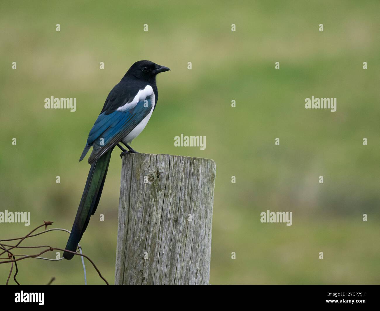 Magpie post uk hi-res stock photography and images - Alamy