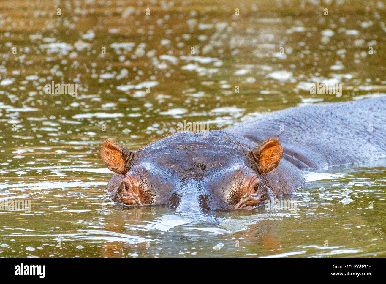 A large hippo lurking in water at a watering hole at Schotia Game ...