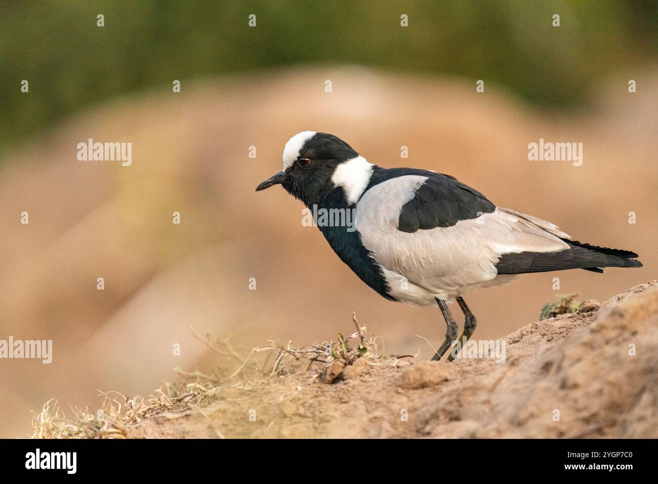 A black and white blacksmith lapwing bird at Schotia Game Reserve ...
