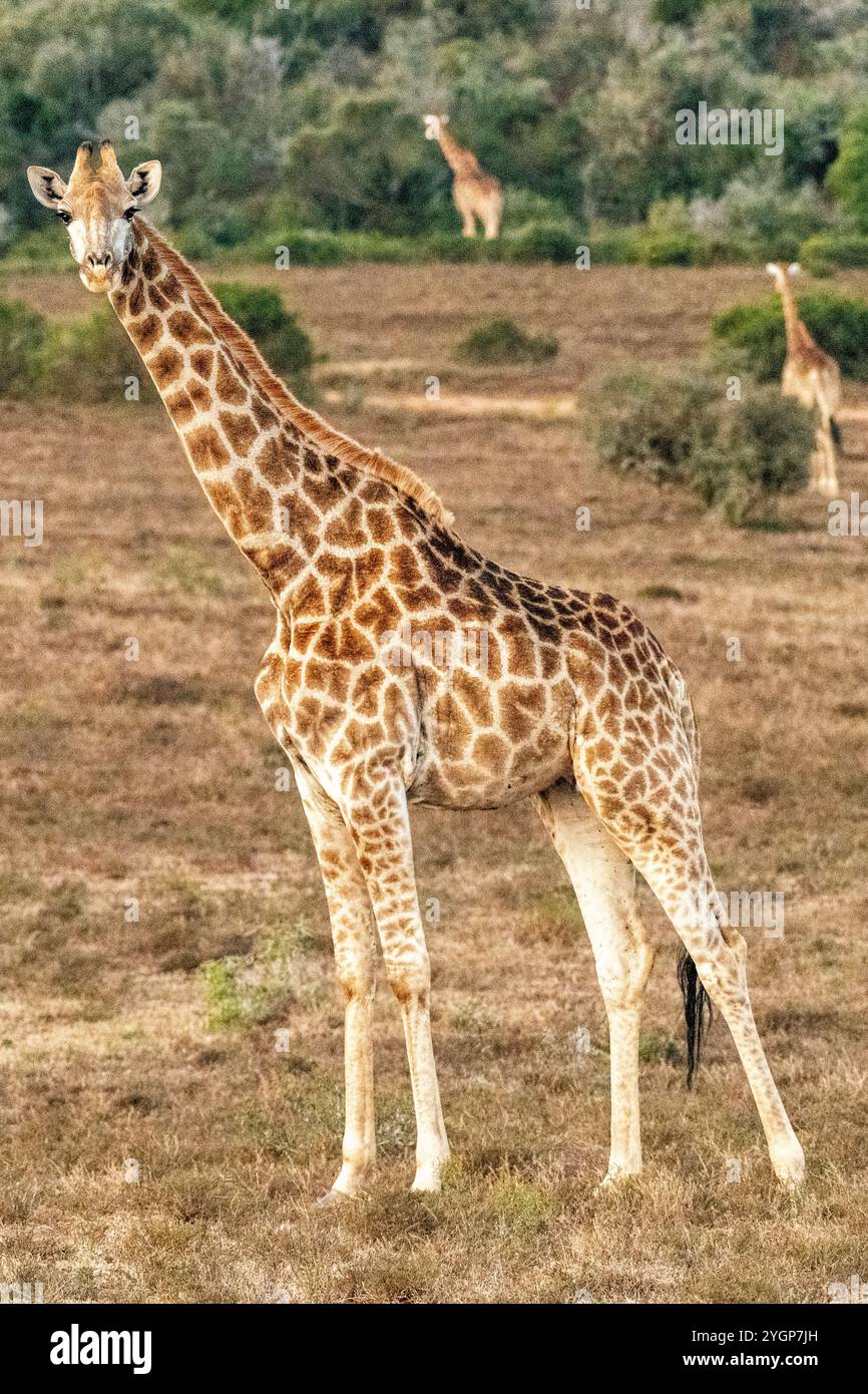 Tall giraffe with long necks and legs standing and looking at Schotia ...