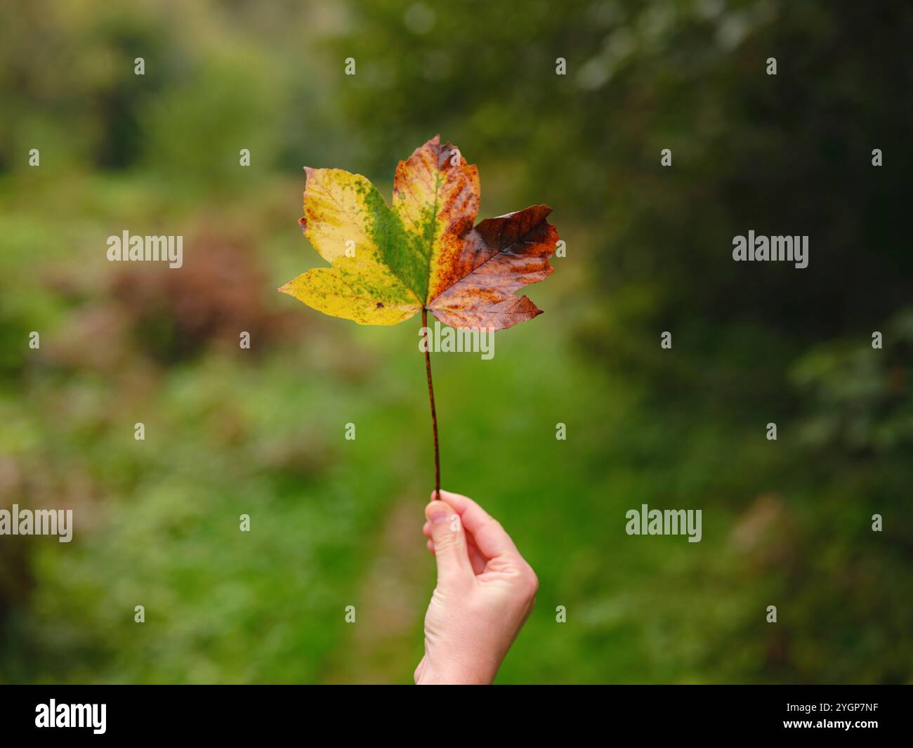 Closeup of hands holding maple leaf in early autumn, with hints of ...