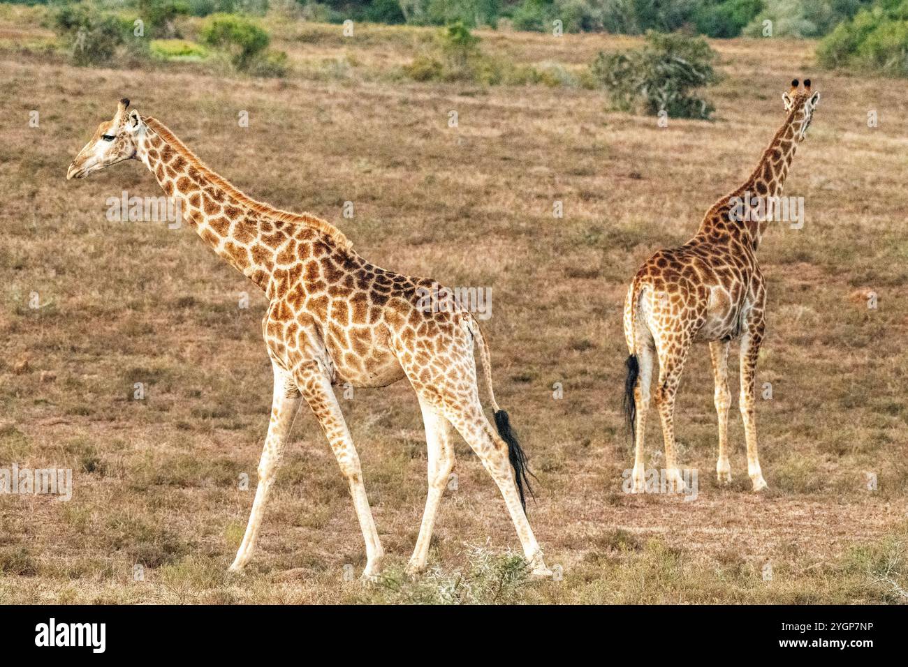 Tall giraffe with long necks and legs standing and looking at Schotia ...