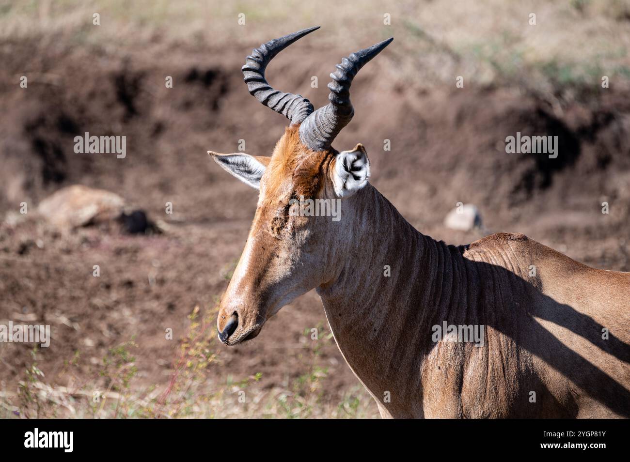 Hartbeest hi-res stock photography and images - Alamy