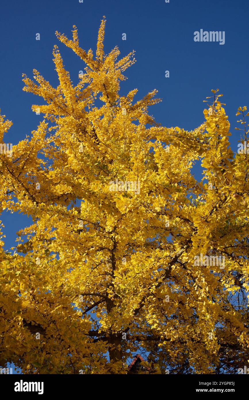 Vibrant ginkgo biloba tree hi-res stock photography and images - Alamy
