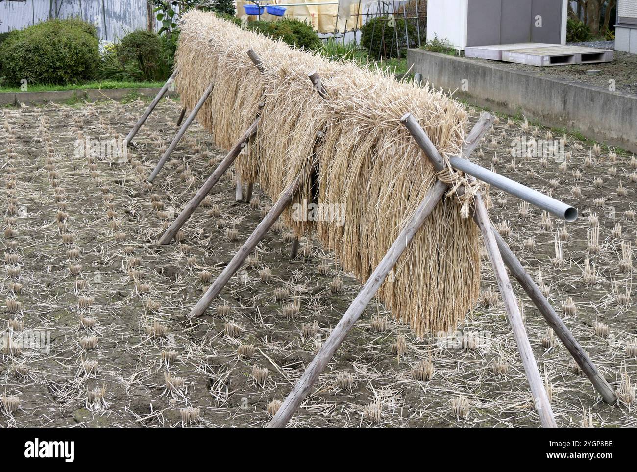 Rice plant rack hi-res stock photography and images - Alamy