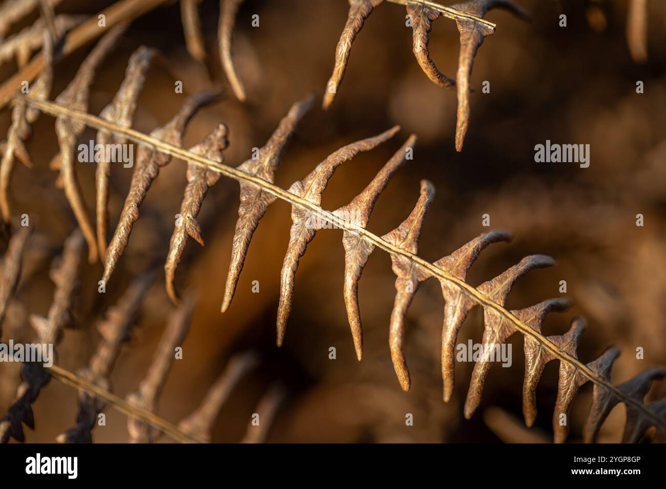 Brown Fern Leaves in Autumn, Bushy Park, London, England, UK Stock ...