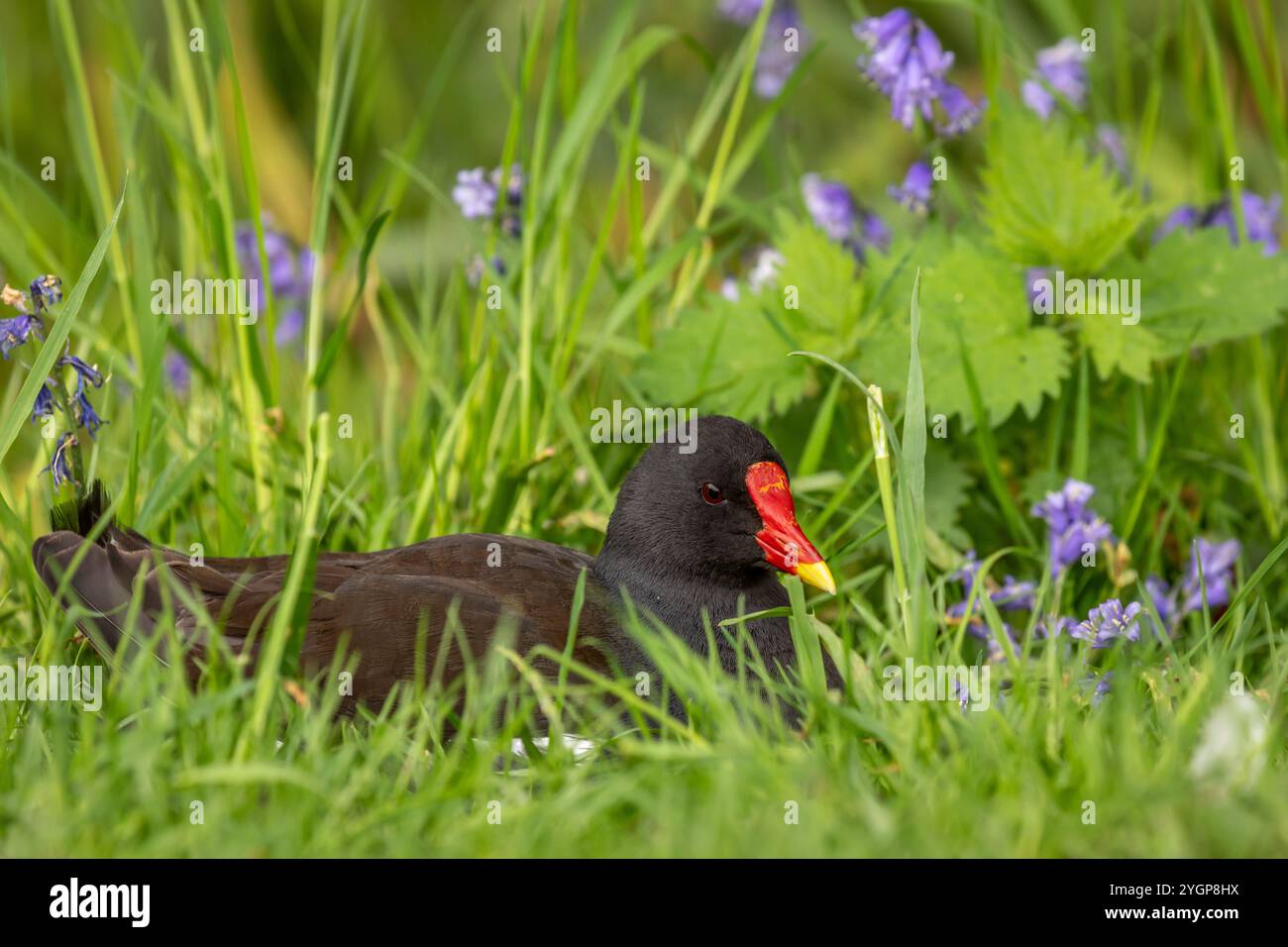 Moorhen, Woodland Gardens, Bushy Park, London, England, UK Stock Photo ...