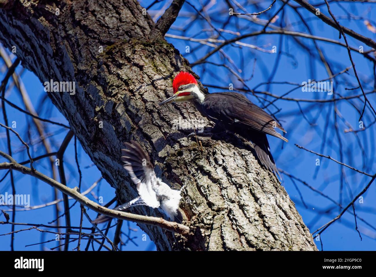 The pileated woodpecker.The bird native to North America.Currently the ...