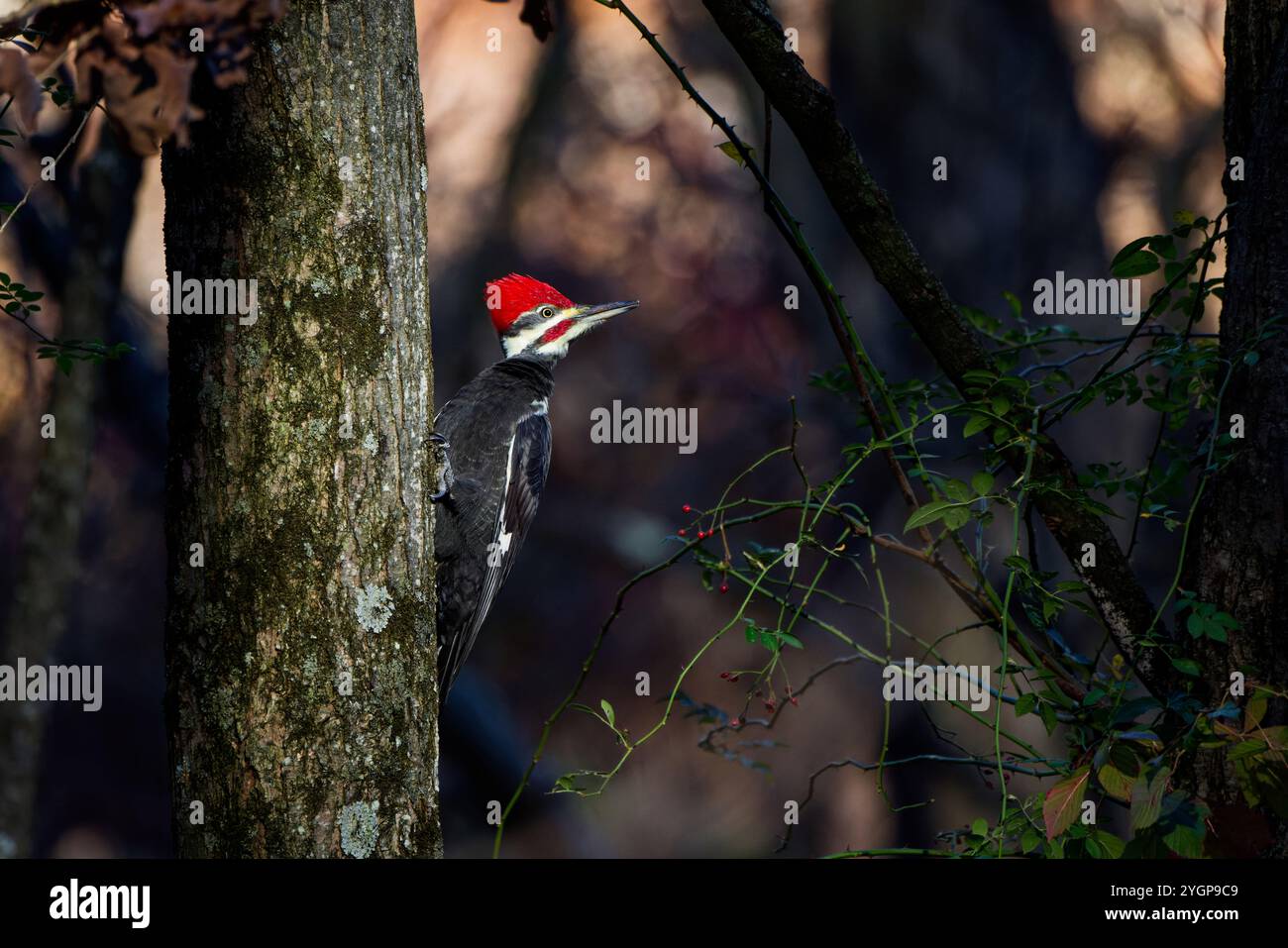 The pileated woodpecker.The bird native to North America.Currently the ...