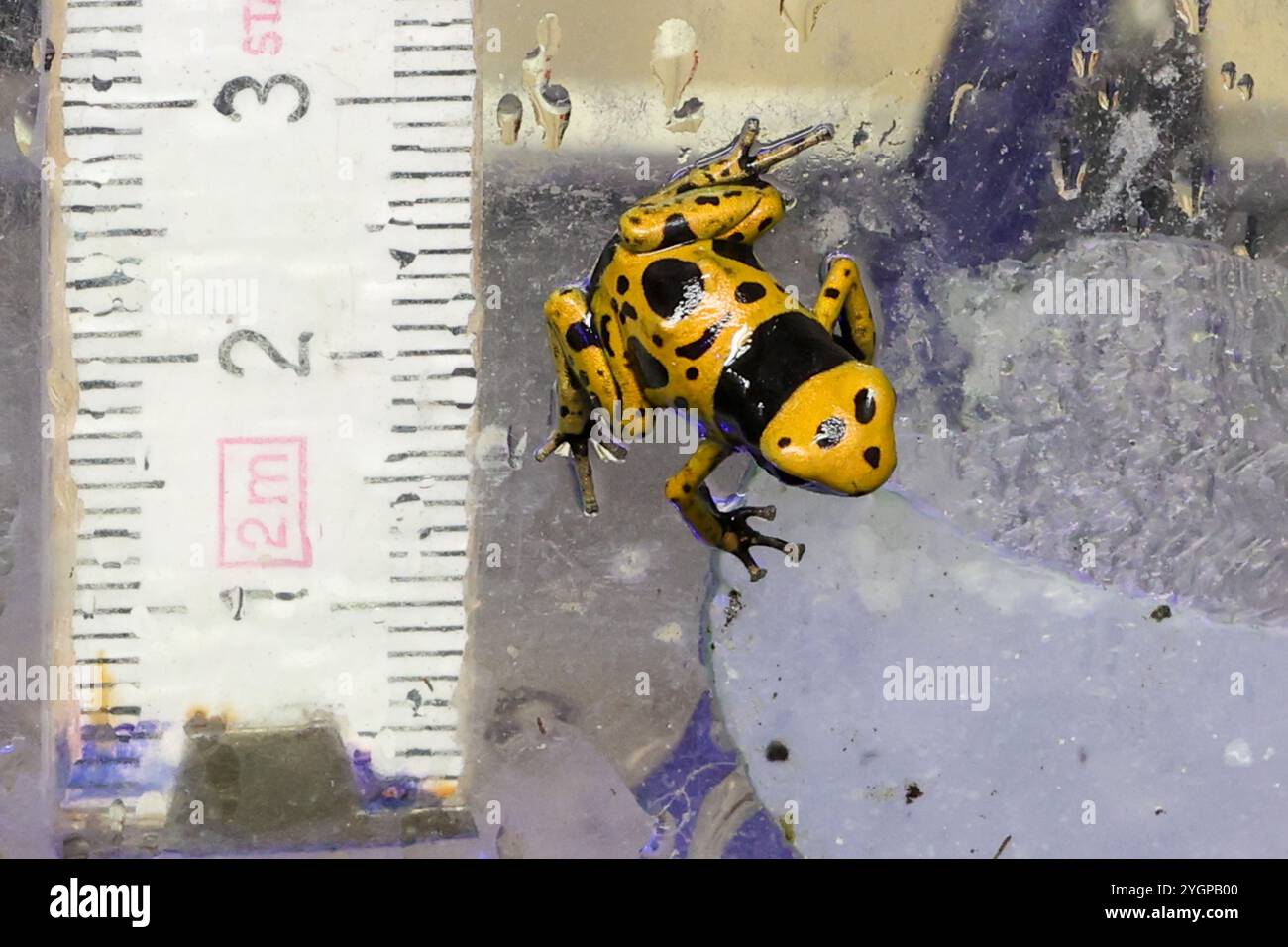 Magdeburg, Germany. 08th Nov, 2024. A yellow-banded treecreeper ...
