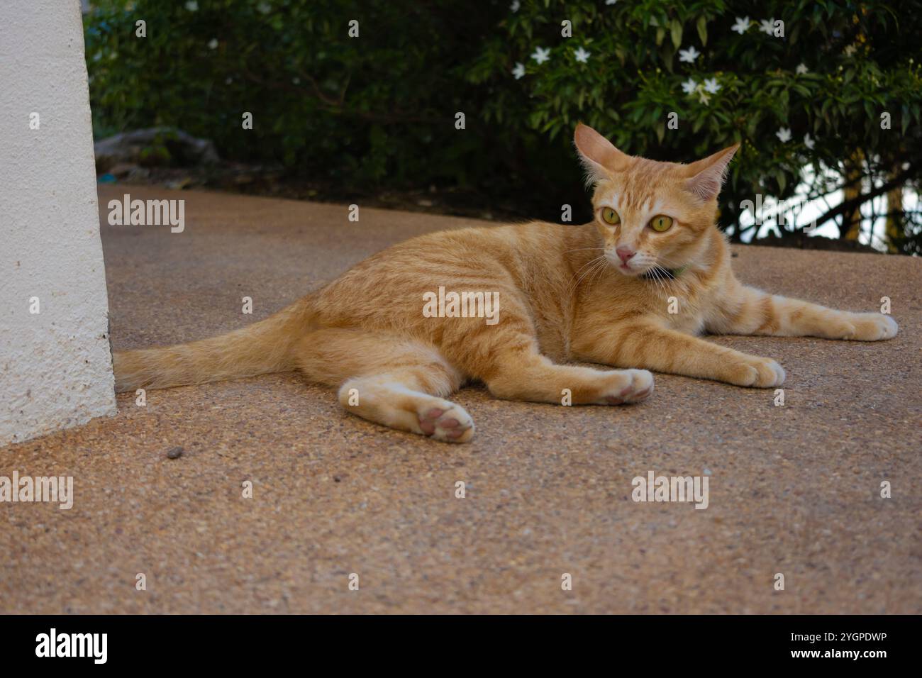 A ginger tabby cat with green eyes and a green collar lying on a ...