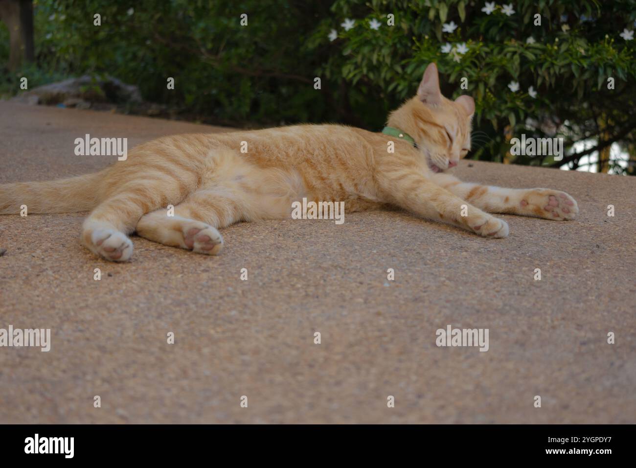 A ginger tabby cat with green eyes and a green collar lying on a ...