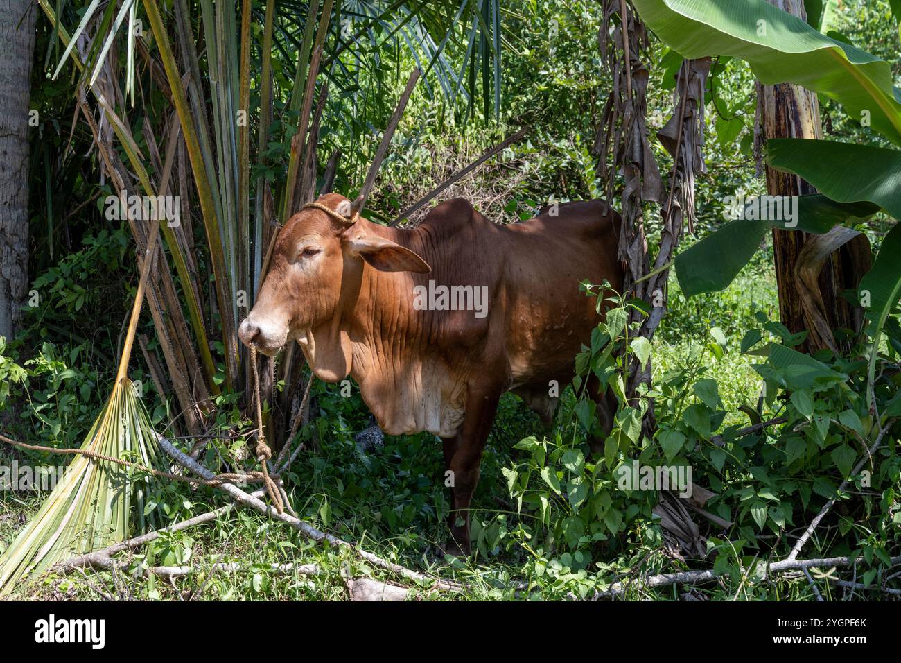 A brown Philippine cow is taking shade among trees in the Batangas ...