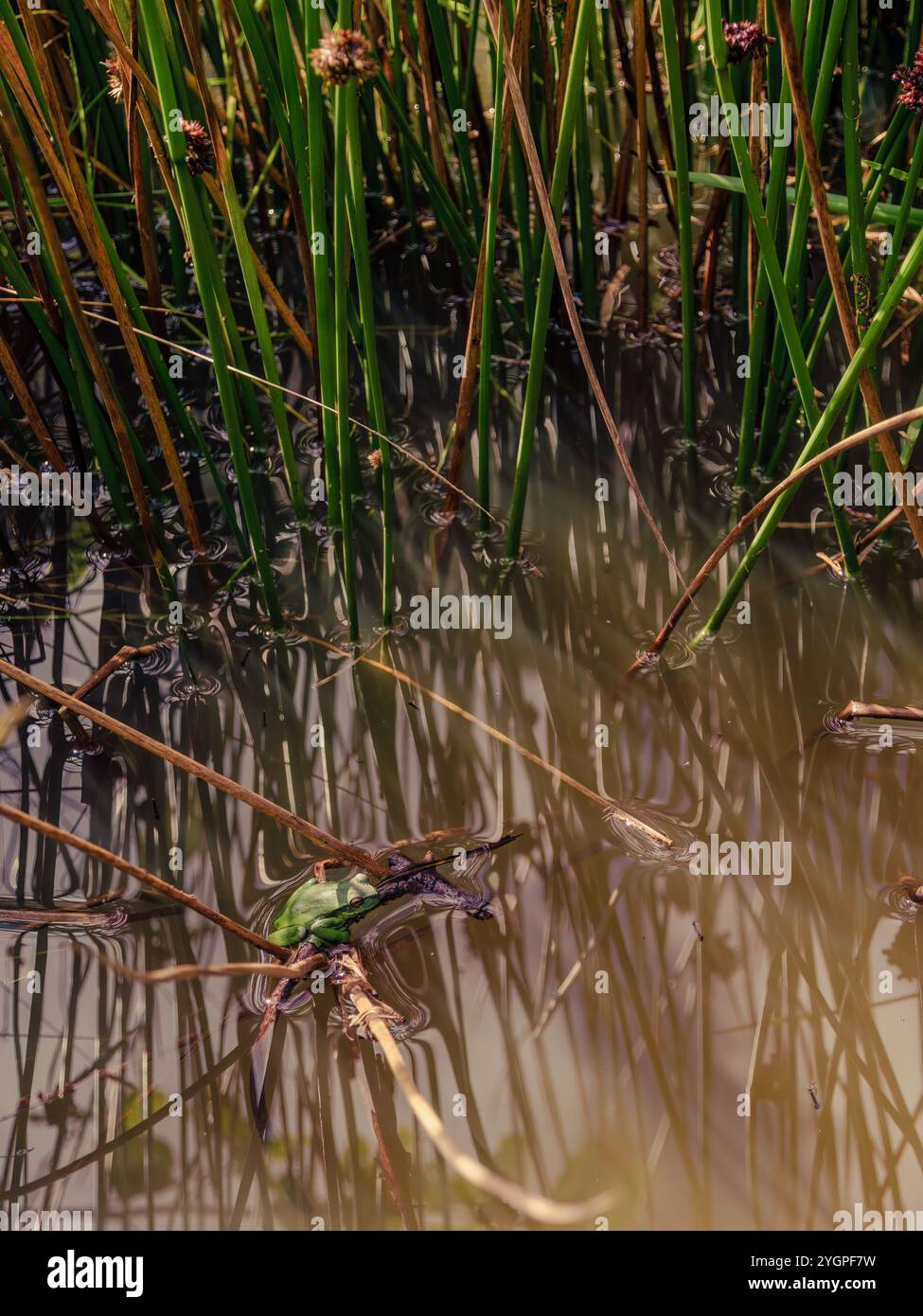View of a green dotted treefrog sitting on a twig, in the middle of a ...