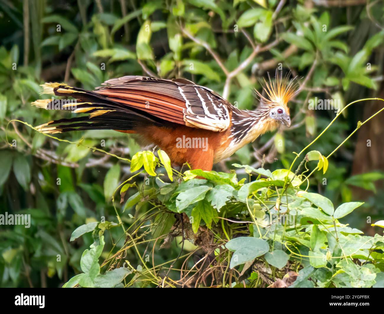 A hoatzin (Opisthocomus hoazin) in the Anamá region. The bird is also ...