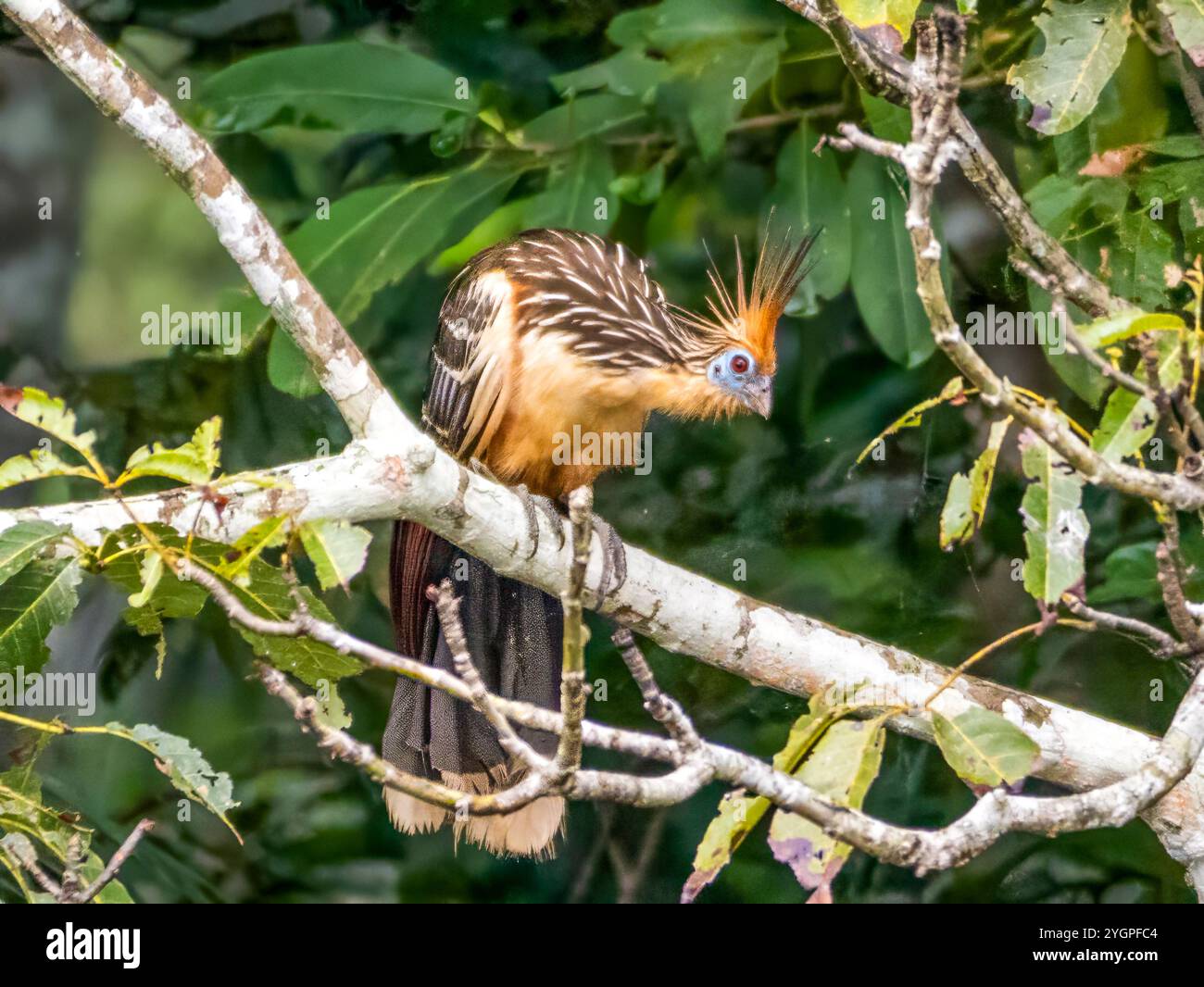 A hoatzin (Opisthocomus hoazin) in the Anamá region. The bird is also ...