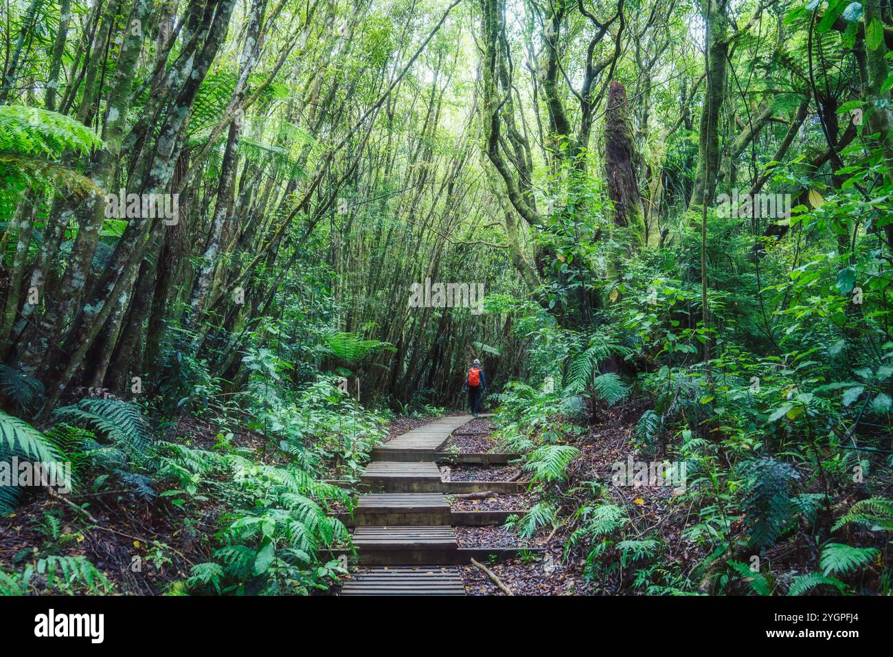 Lush old growth forest with female hiker hiking on wooden path in ...