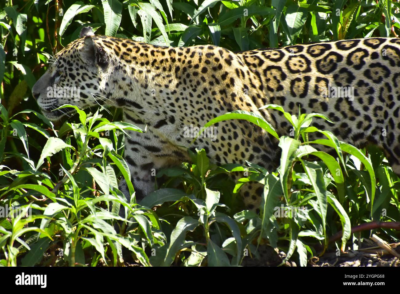 Jaguar looking for alligators, this is the biggest cat living in South ...