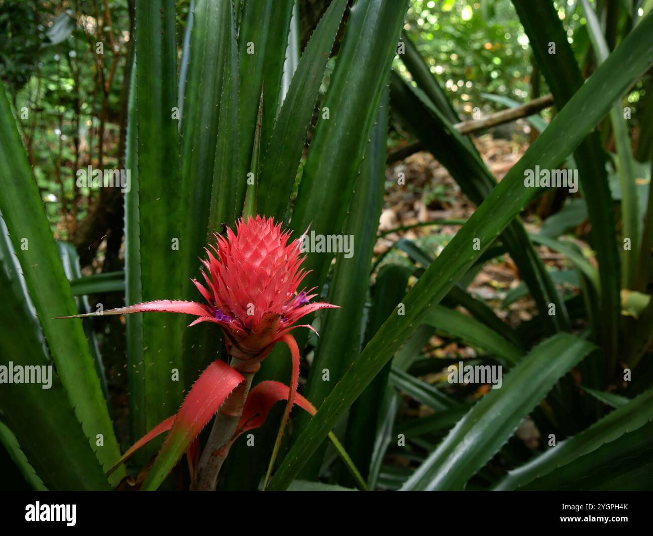 Ananas comosus plant, pineapple pink inflorescence. Tropical fruit ...