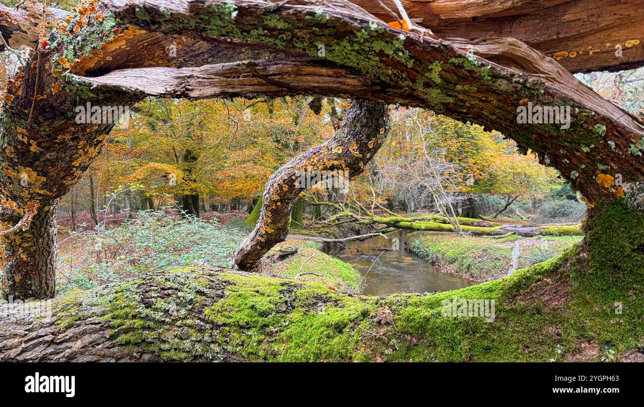 Fallen oak tree framing a New Forest Autumn stream Stock Photo - Alamy