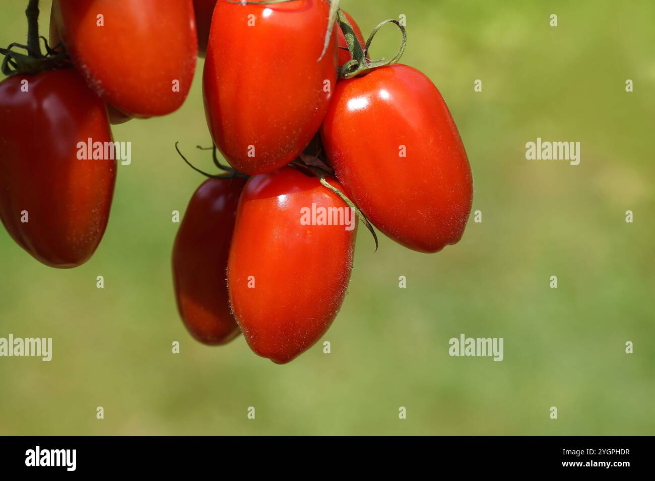 Mini san marzano hi-res stock photography and images - Alamy