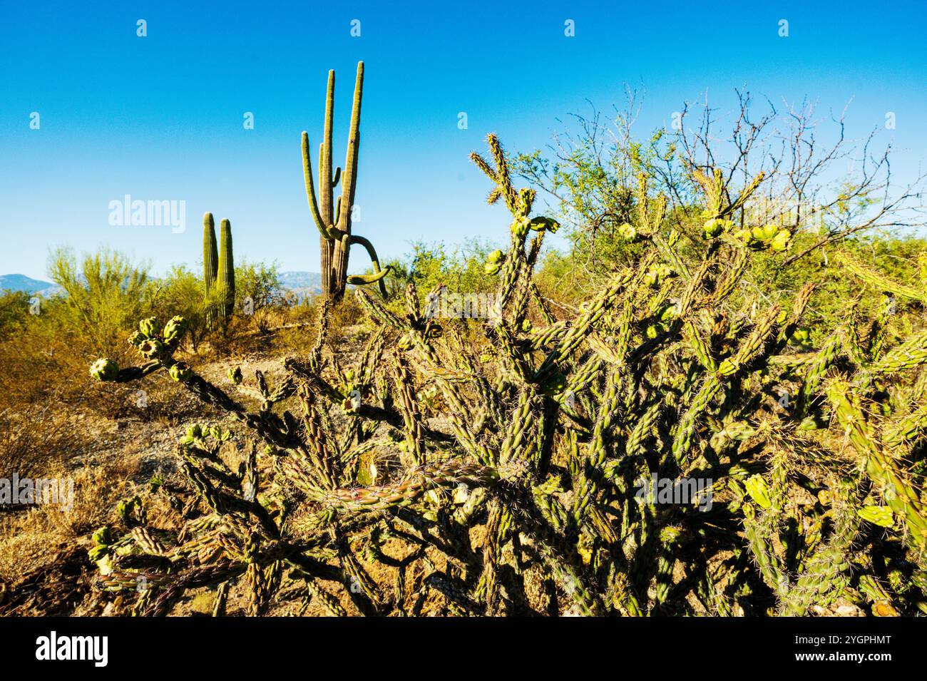 Cylindropuntia fulgida; Jumping Cholla Cactus; Cactus Forest Loop Drive ...