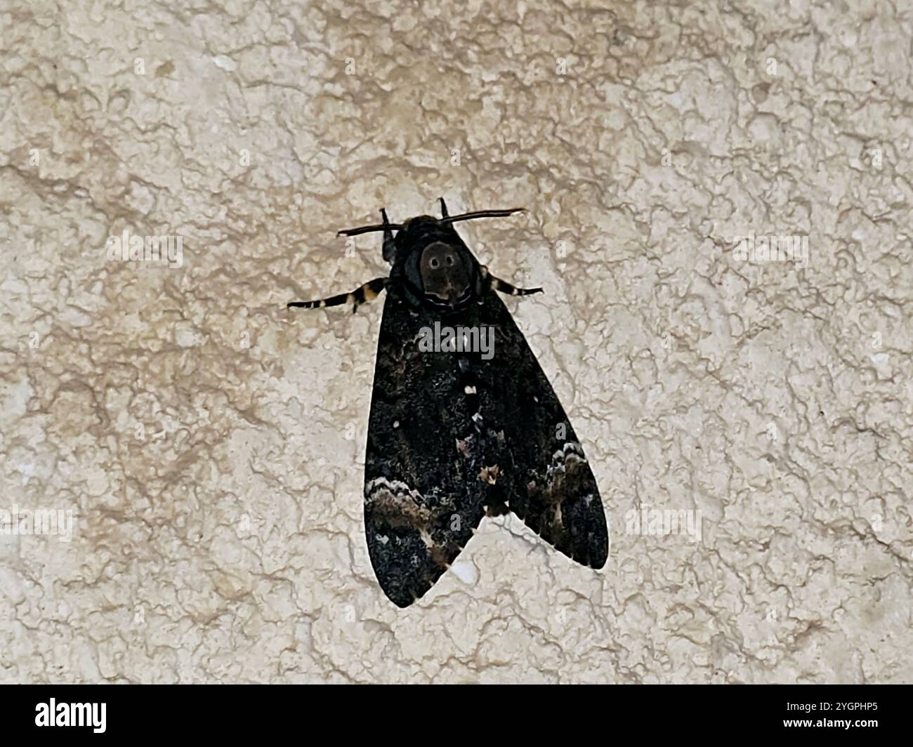 A moth insect on the wall, Moths are a group of insects that includes ...