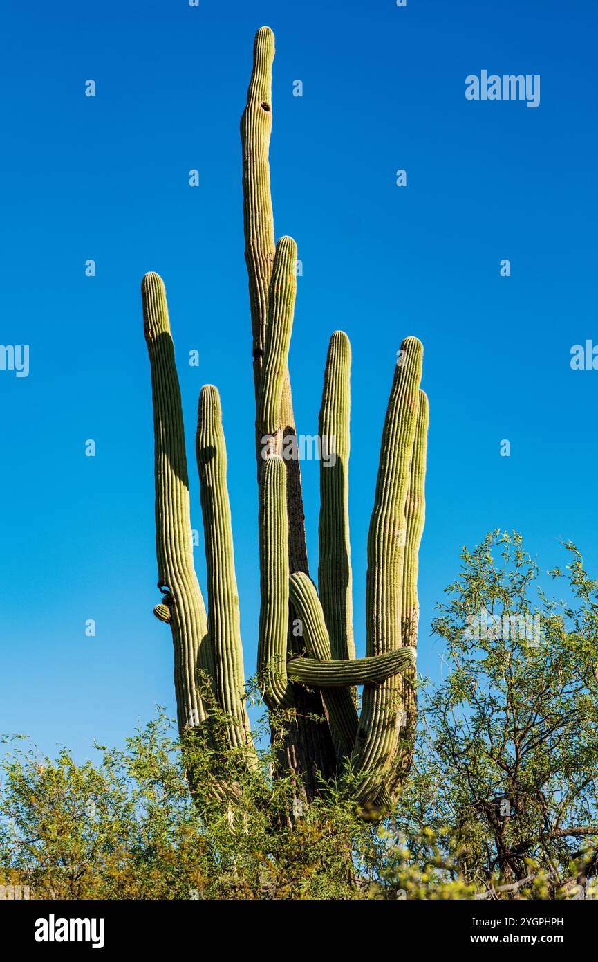 Saguaro Cactus; late day light; Cactus Forest Loop Drive; Saguaro ...