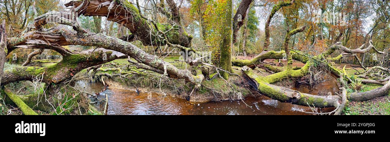 Fallen oak tree leaves smartphone stock photos and images - Alamy