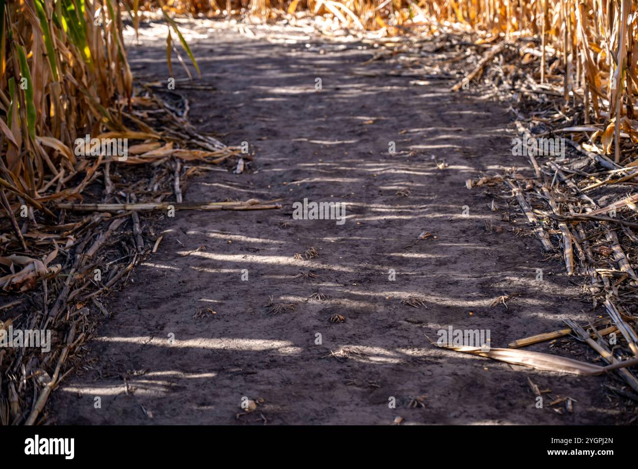 Fall festival corn maze with a dirt path leading forward Stock Photo ...