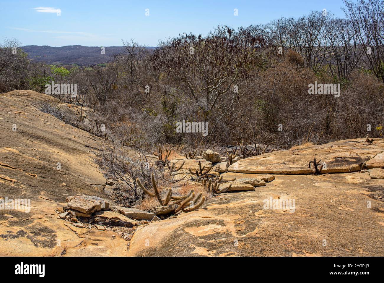Caatinga, Brazilian biome, vegetation and landscape in the dry season ...