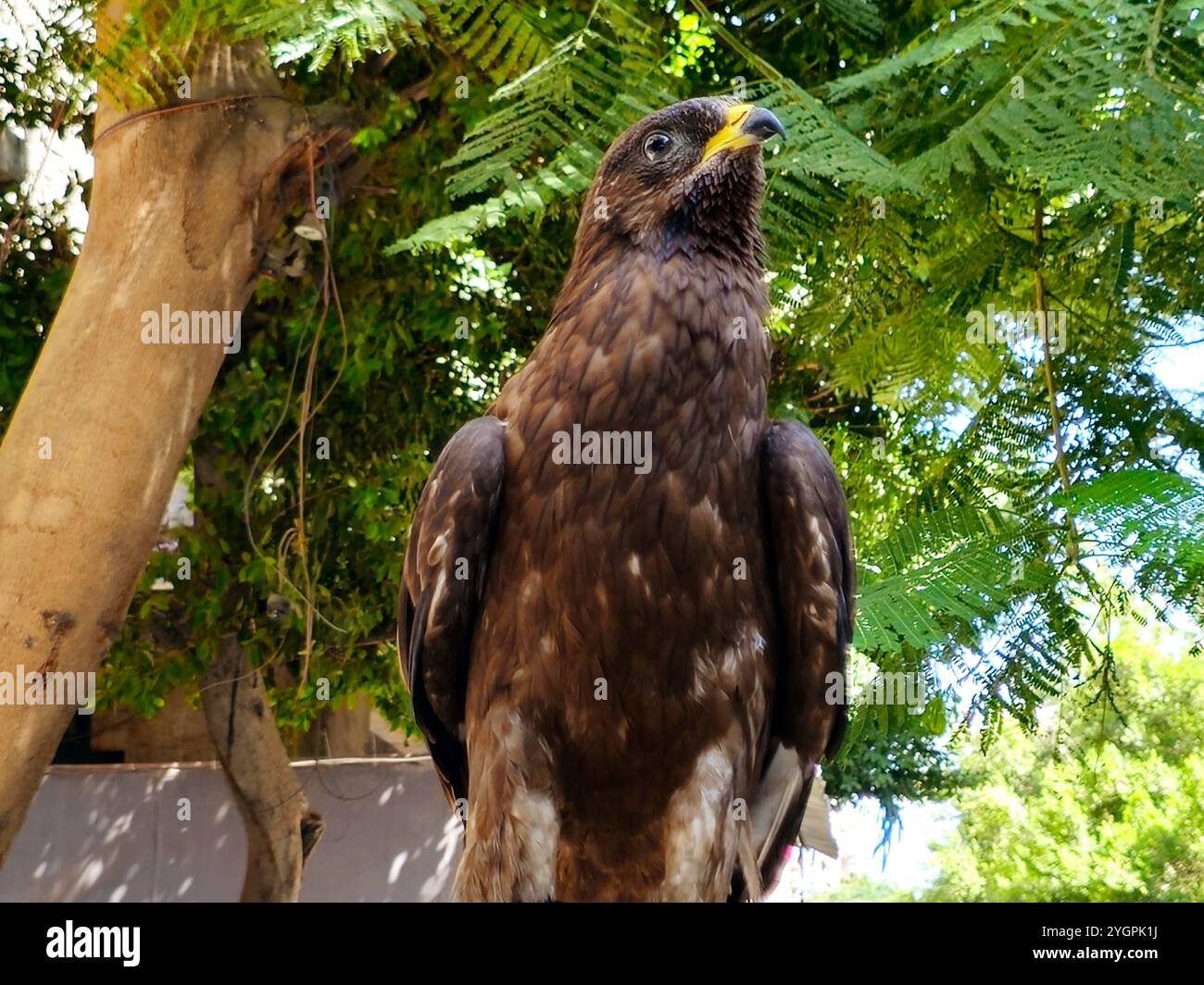 Honey buzzard, Pernis Falco apivorus, family Accipitridae, a genus of ...