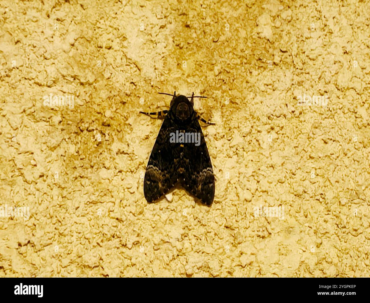 A moth insect on the wall, Moths are a group of insects that includes ...