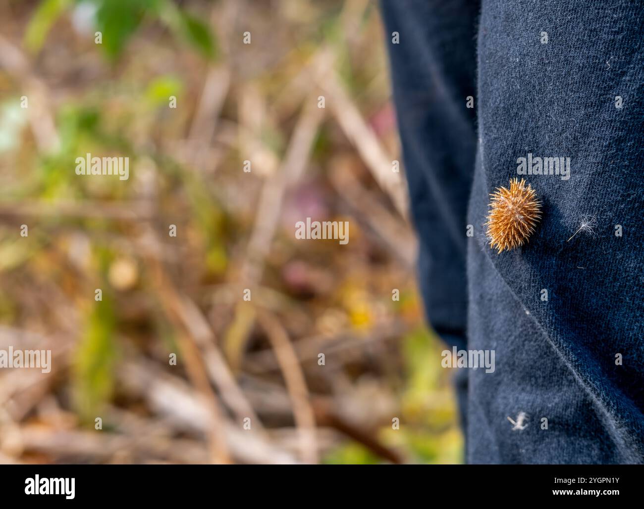 Seed disperse burr hi-res stock photography and images - Alamy