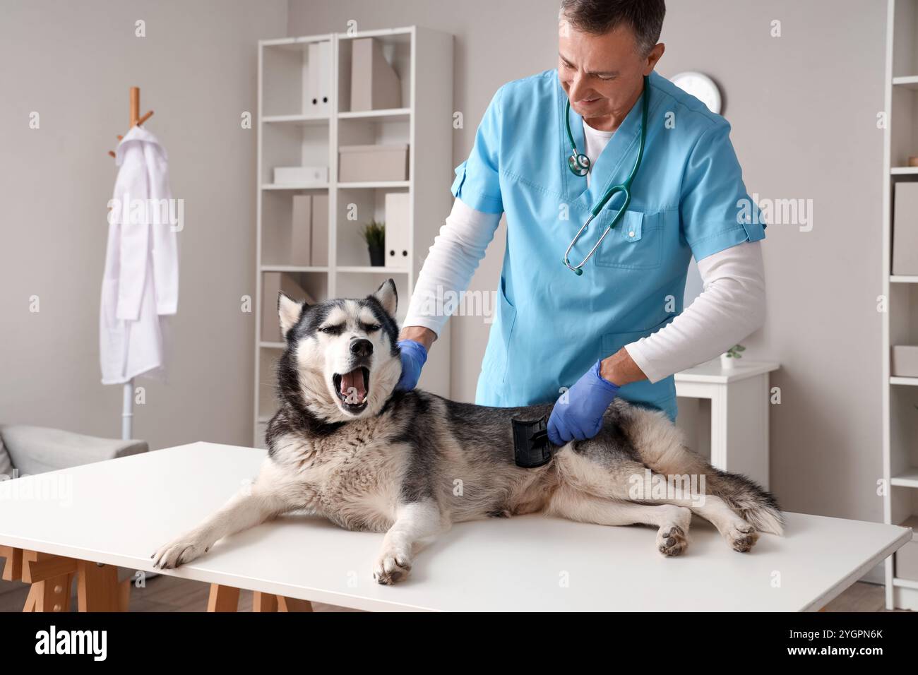 Veterinarian man brushing dog hi-res stock photography and images - Alamy