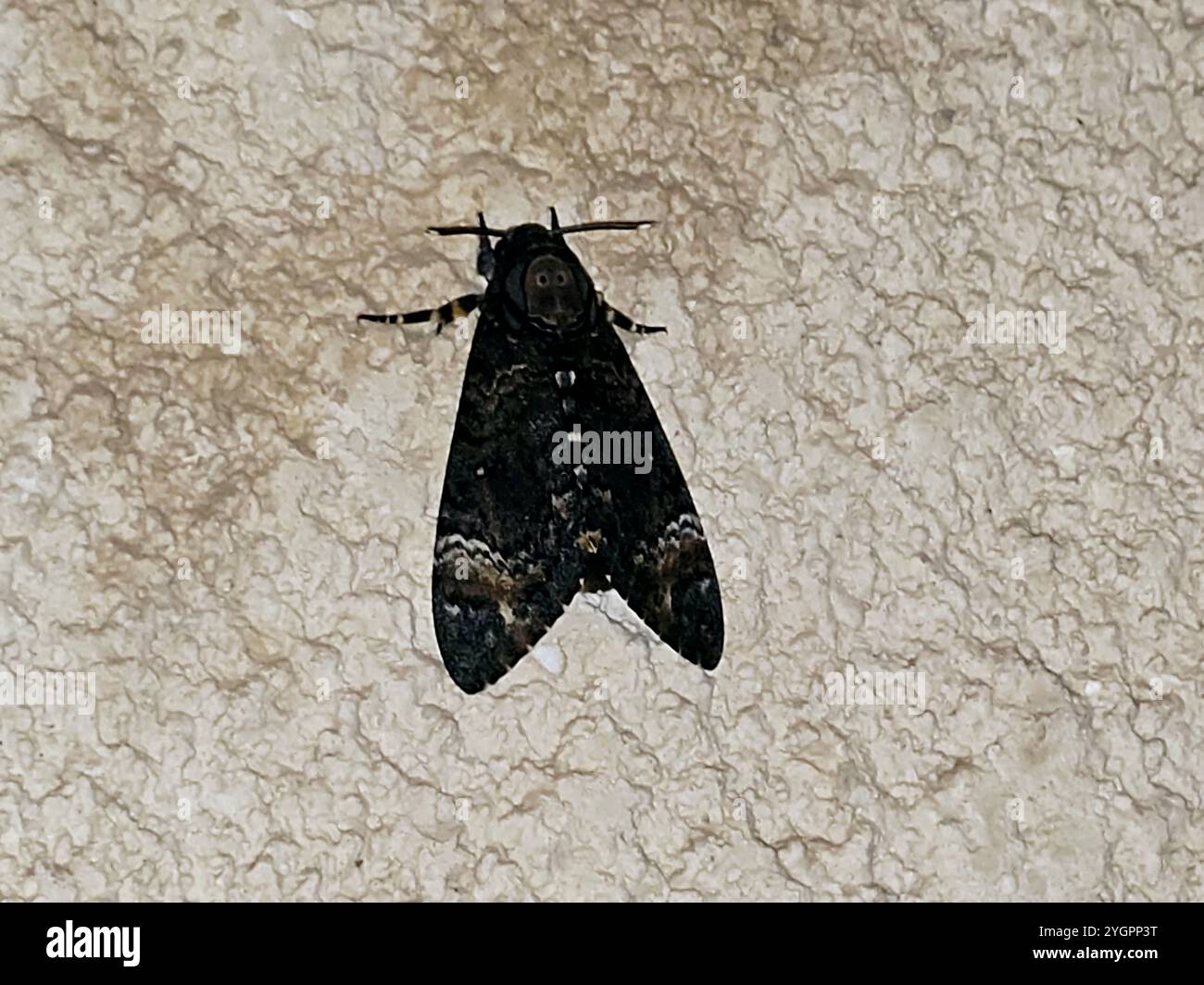 A moth insect on the wall, Moths are a group of insects that includes ...