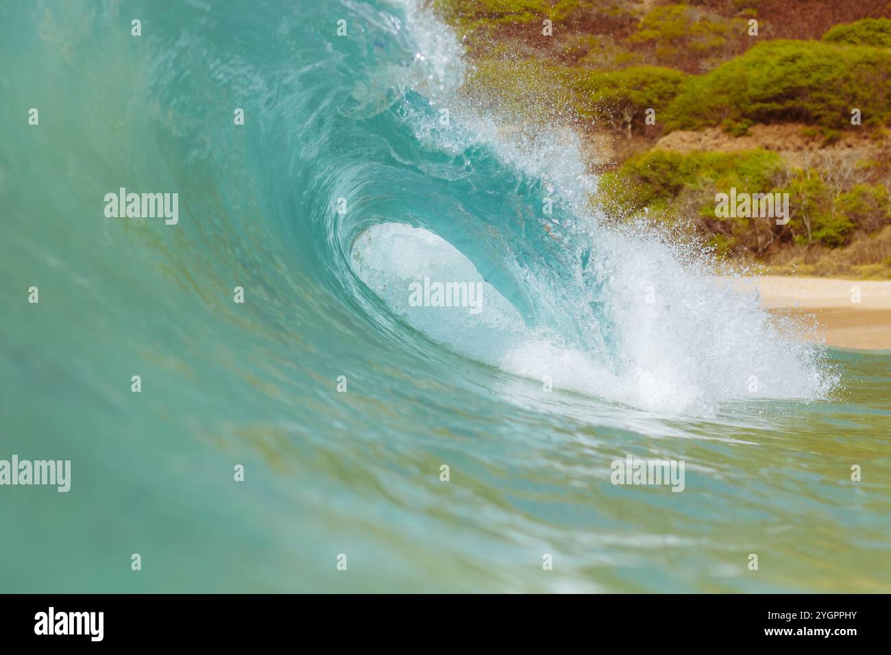 A perfectly shaped barrel wave breaks close to the shore at Sandy Beach ...