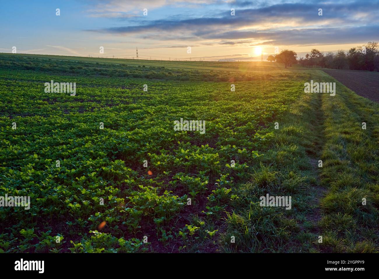 Dramatic Sunset Over Golden Field: Cinematic Landscape with Sun Rays ...