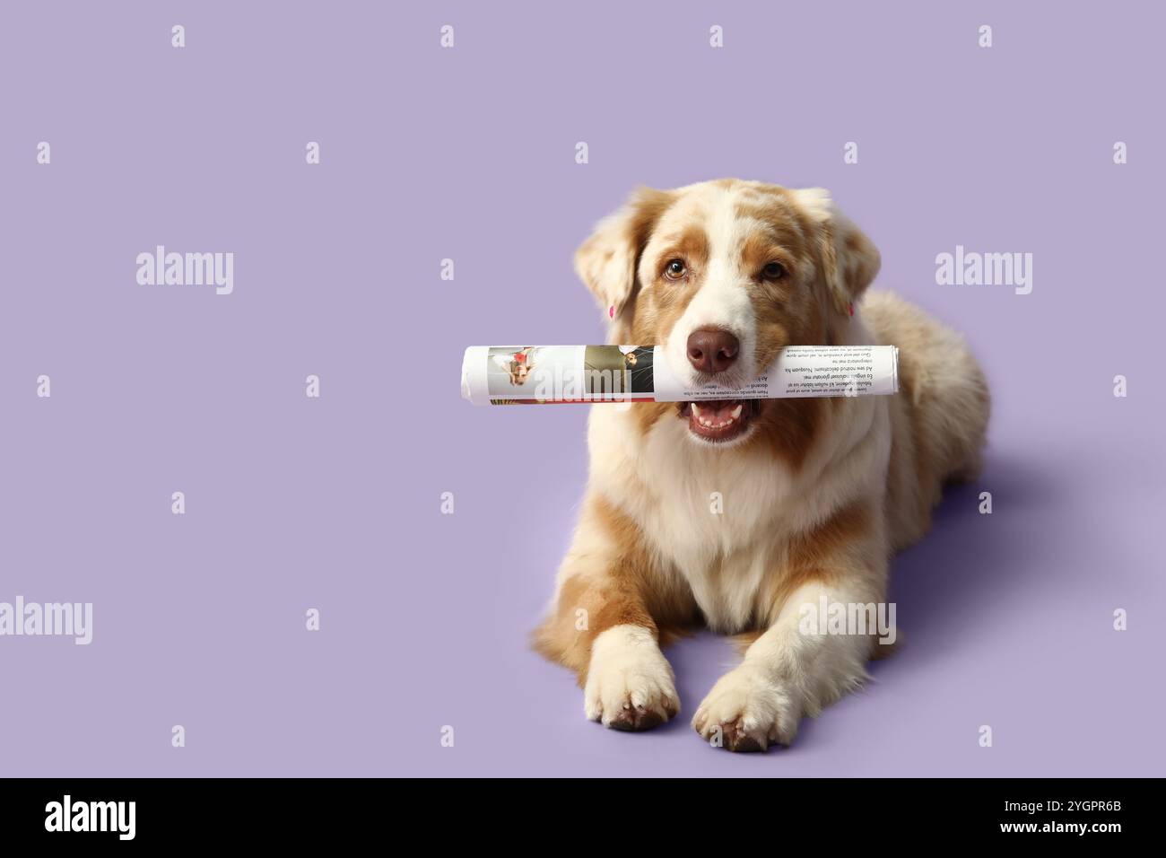 Cute Australian Shepherd dog with newspaper lying on purple background ...