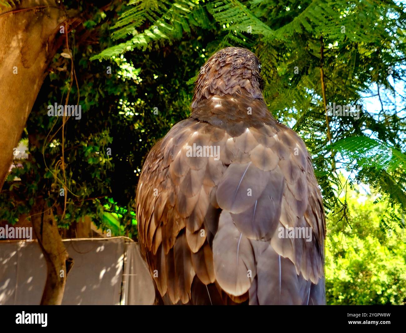 Honey buzzard, Pernis Falco apivorus, family Accipitridae, a genus of ...