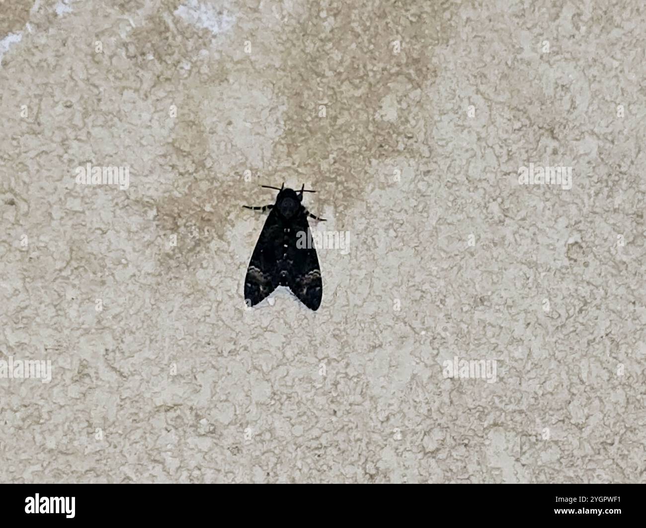 A moth insect on the wall, Moths are a group of insects that includes ...