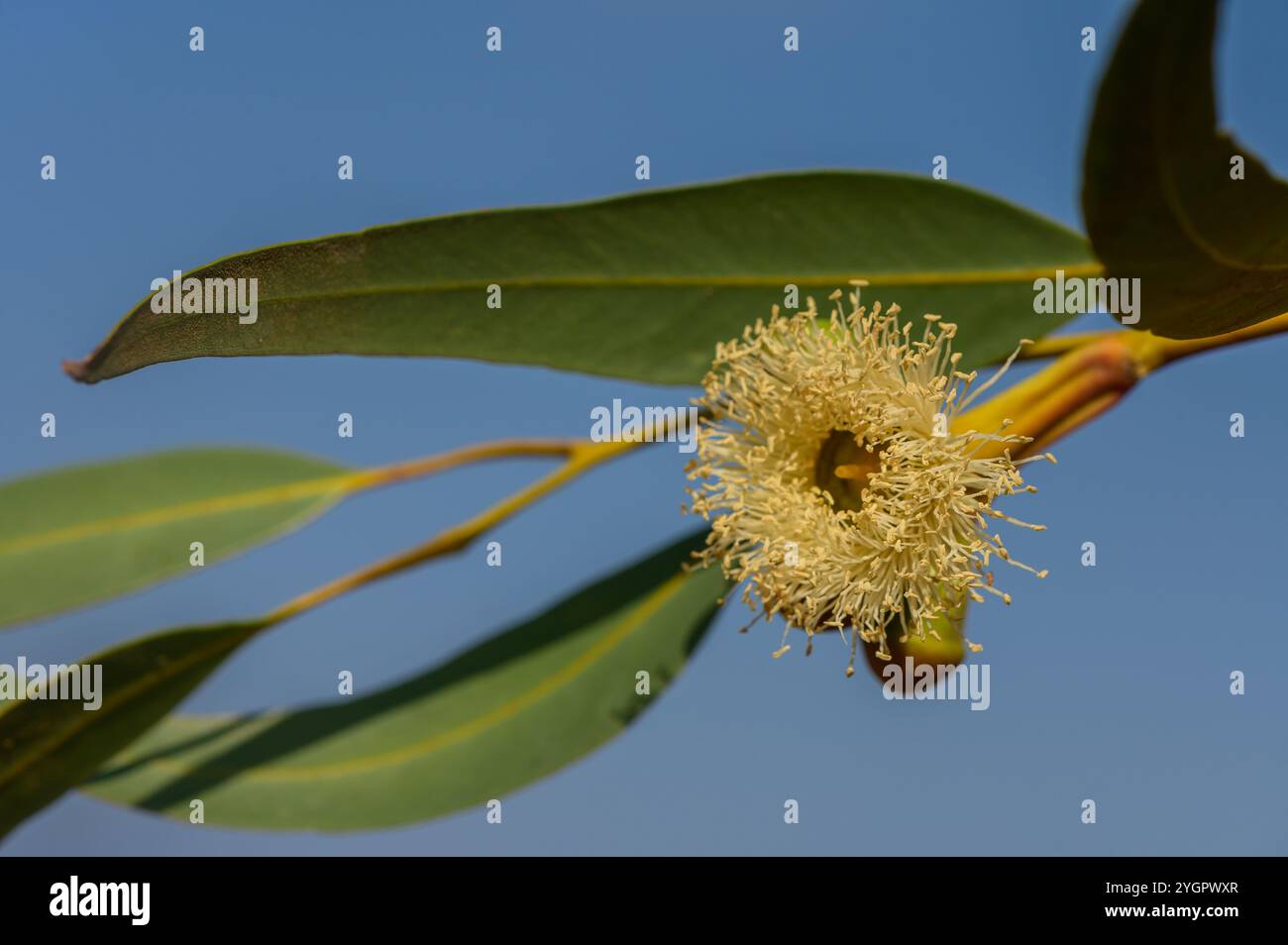 A stunning eucalyptus flower blooms gracefully, showcasing intricate ...