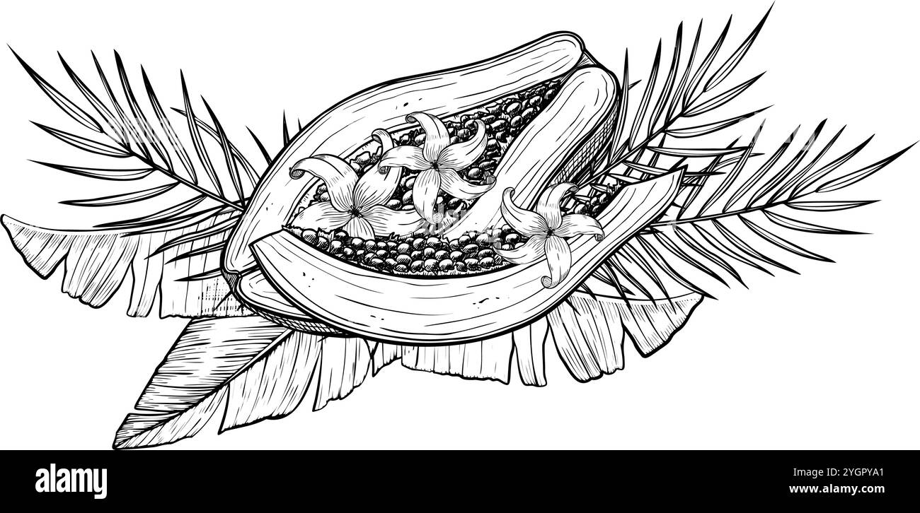 Vector illustration of Papaya Fruits with palm leaves and flowers in ...