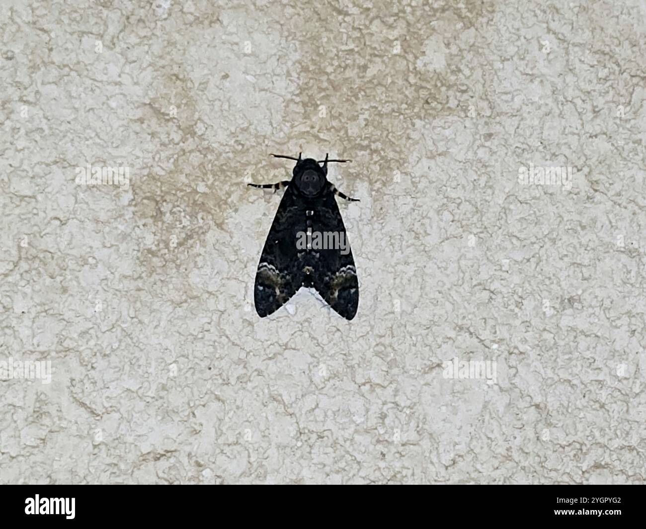 A moth insect on the wall, Moths are a group of insects that includes ...